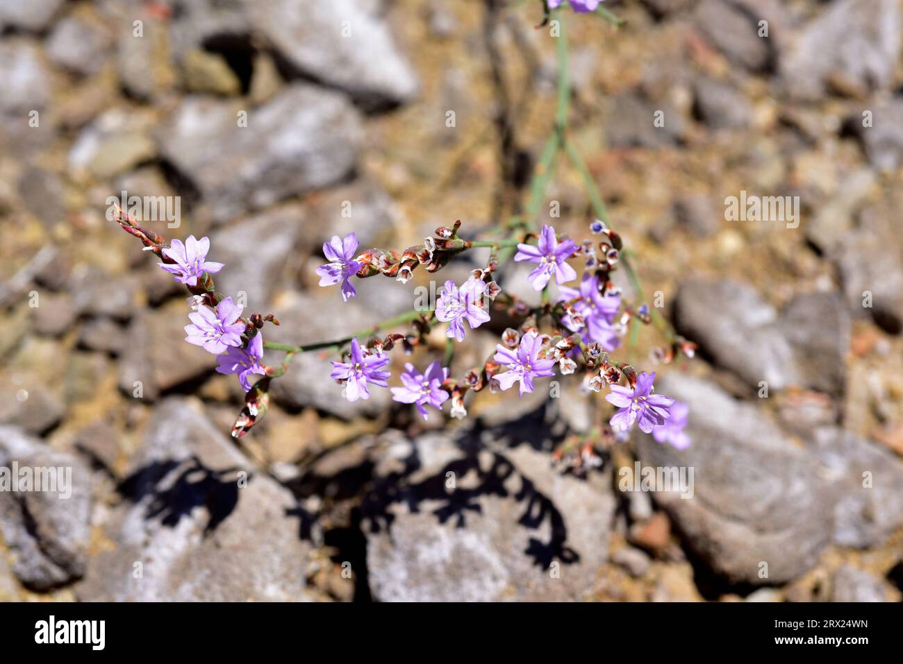 Siempreviva de roca (Limonium virgatum) is a perennial plant native to ...