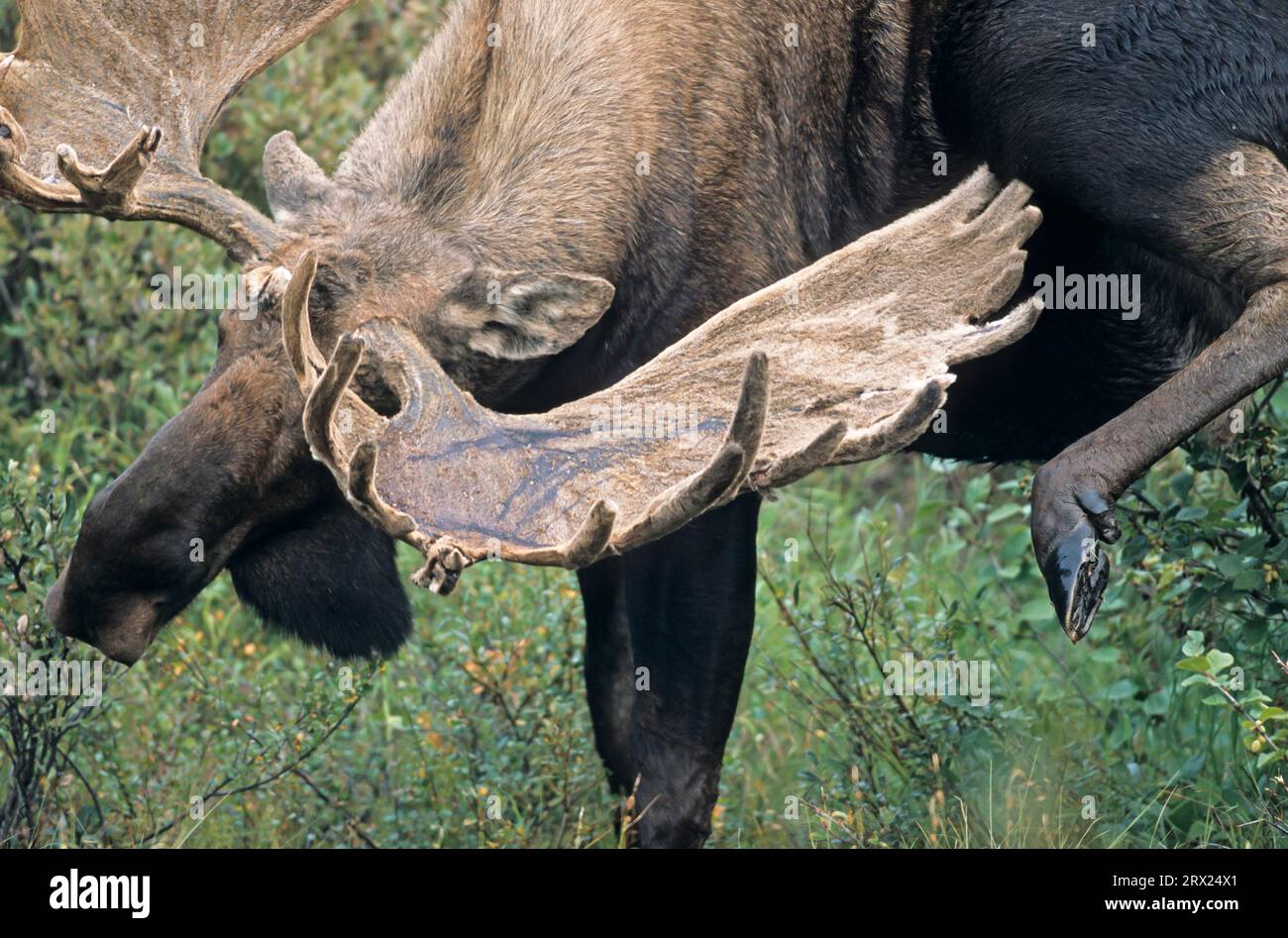 Bull elk scratching his head with hind leg (Alaska Moose), Bull Moose ...