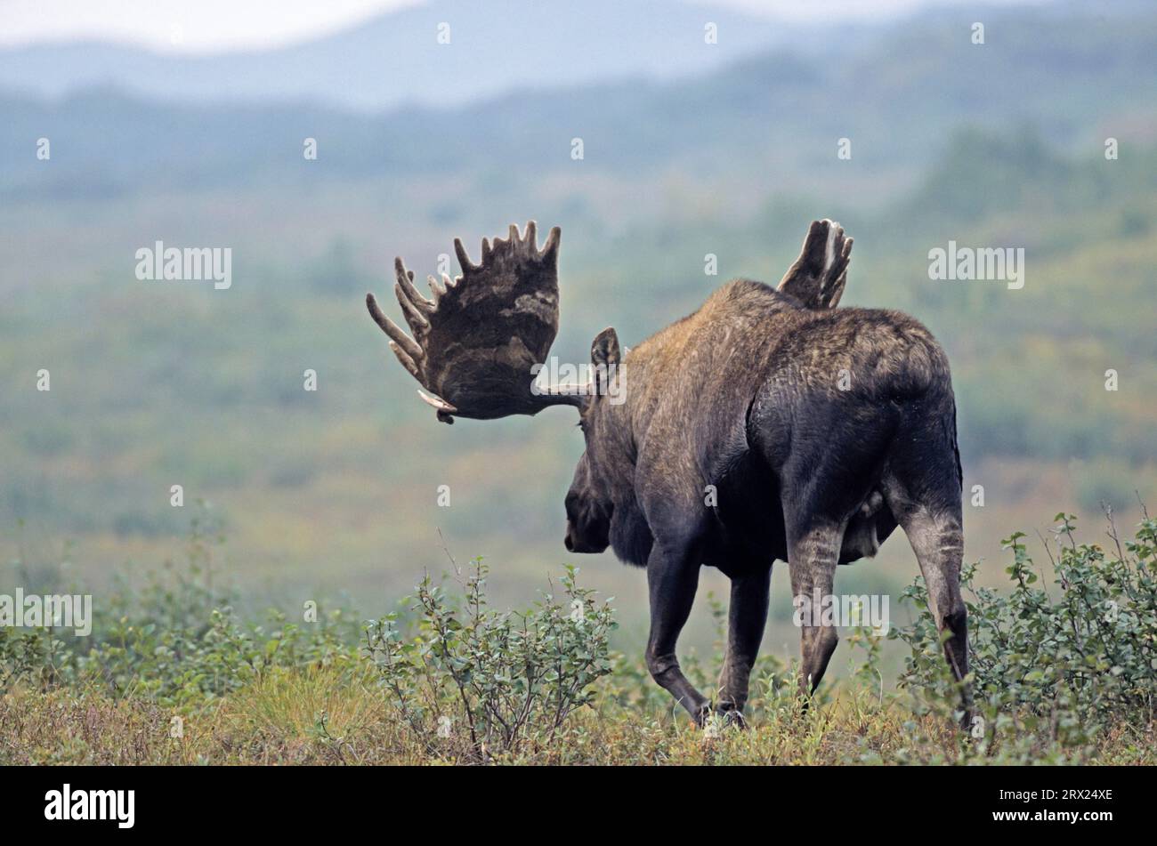 Capital bull elk with velvet antlers standing in the tundra (Alaska ...