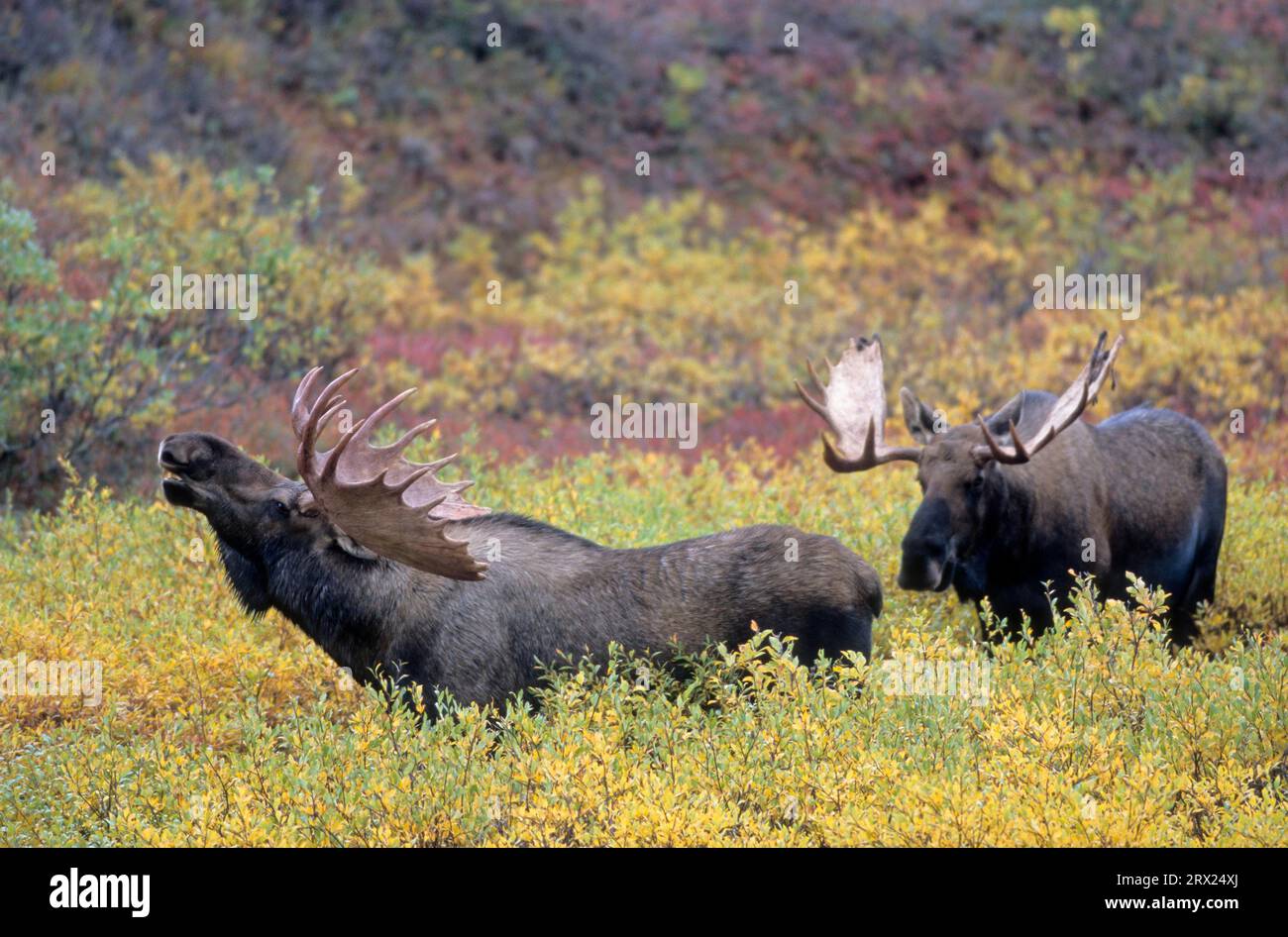 Bull elk playfully fighting in the tundra (Alaska Moose), Bull Moose ...