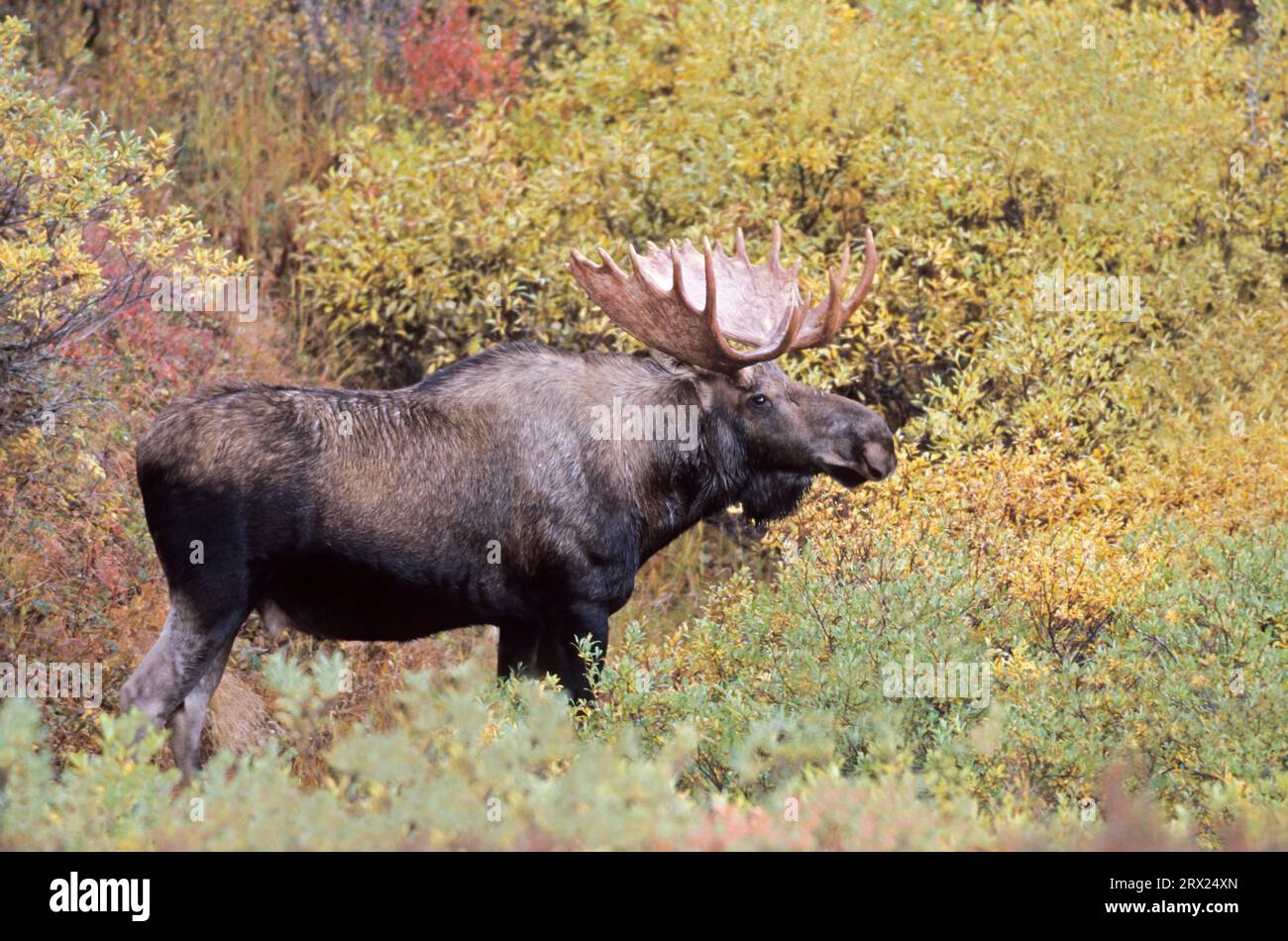 Moose Shoveler in the autumnal tundra (Alaskan Moose), Bull Moose in ...