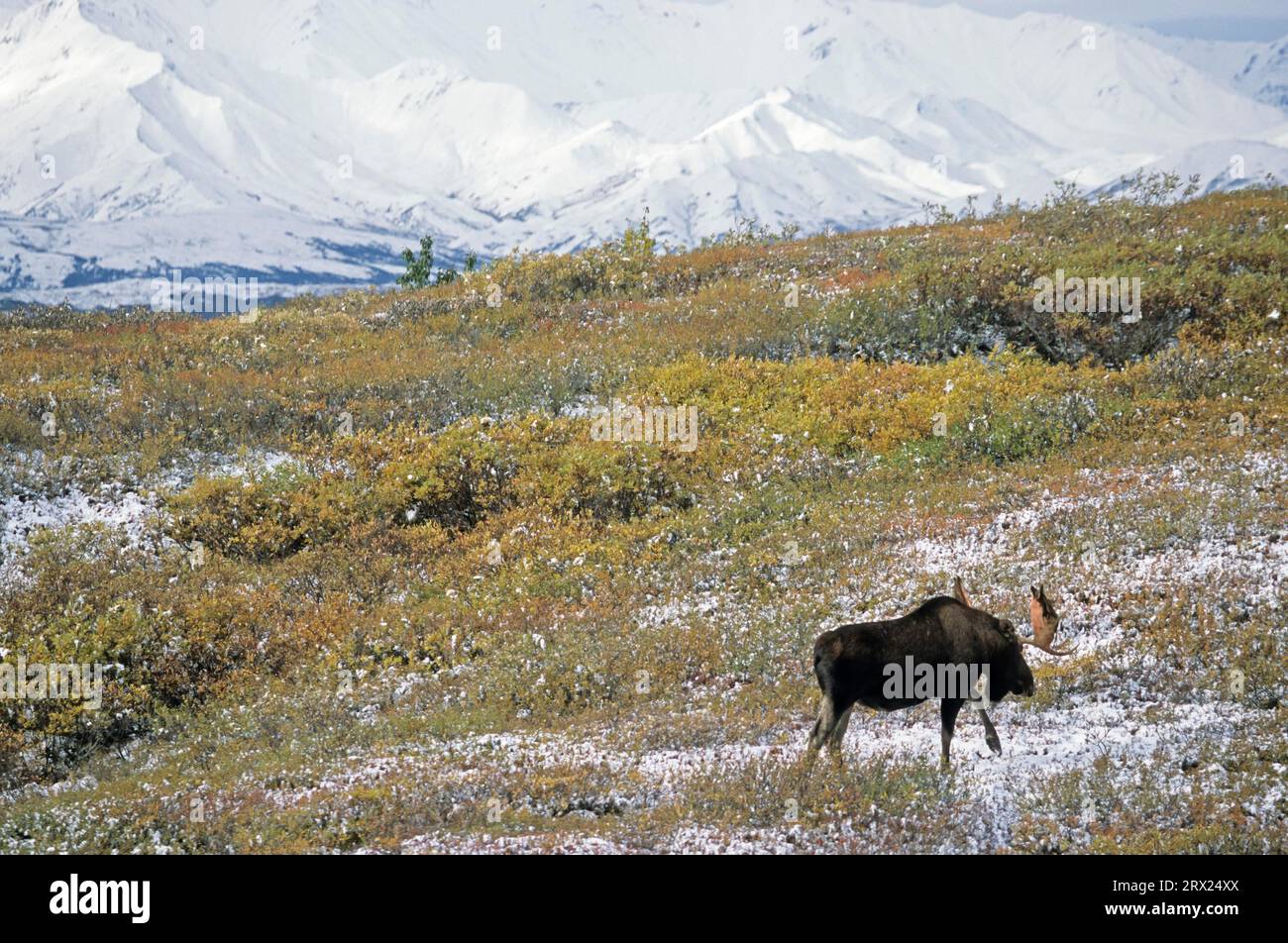 Bull elk hiking in the snowy tundra in front of the Alaska Range ...