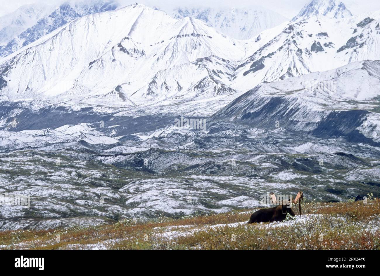 Bull elk (Alces alces) resting in the snowy tundra in front of the ...