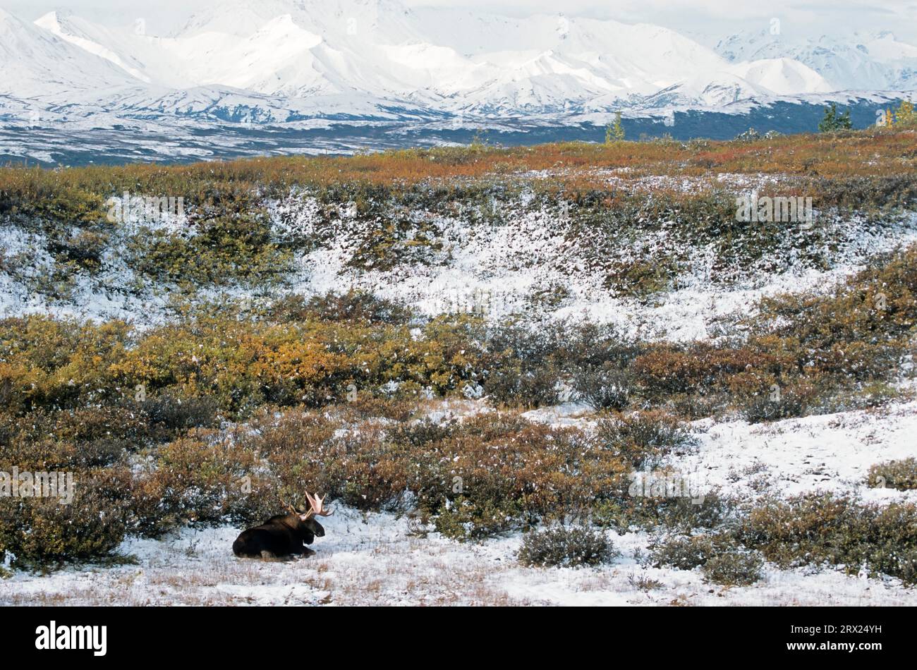 Bull elk (Alces alces) resting in the snowy tundra in front of the ...
