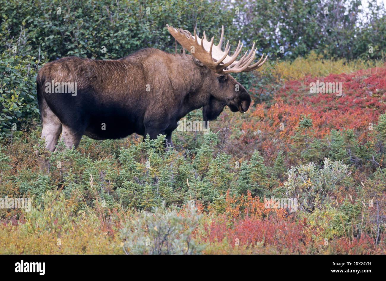 Moose Shoveler in the autumnal tundra (Alaskan Moose), Bull Moose in ...