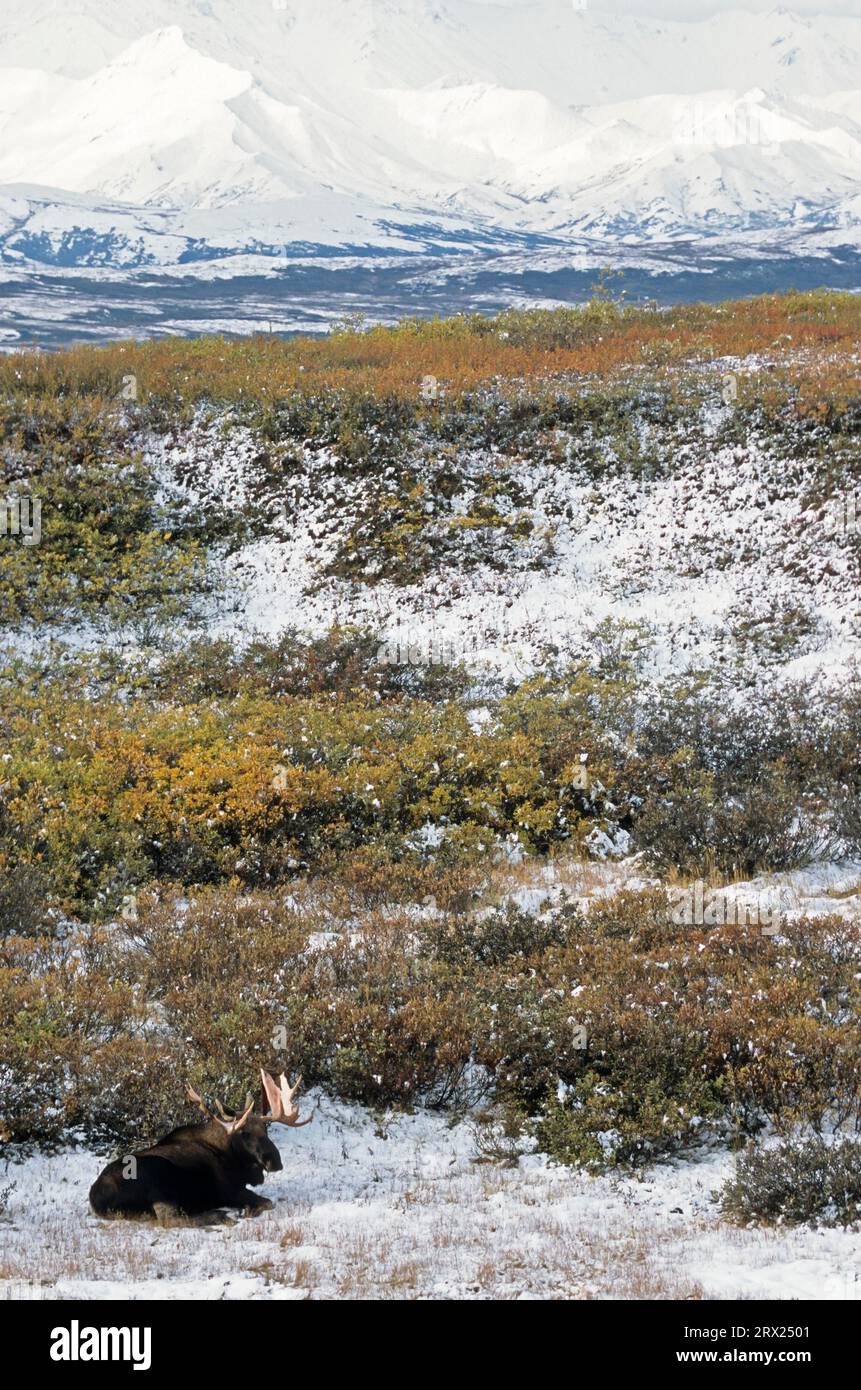 Bull elk (Alces alces) resting in the snowy tundra in front of the ...