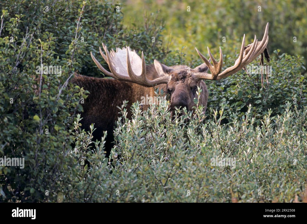 Bull elk, Bull Moose (Alces alces) feeding leaves of a willow (Alaska ...