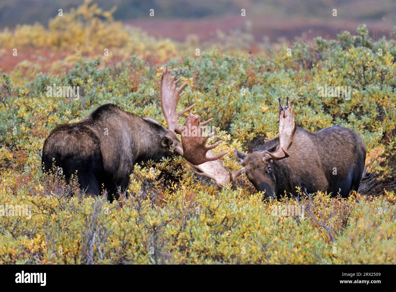 Bull elk playfully fighting in the tundra (Alaska Moose), Bull Moose ...