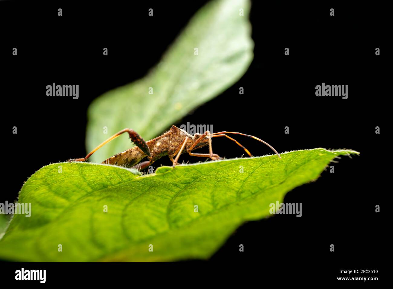 Riptortus hi-res stock photography and images - Alamy