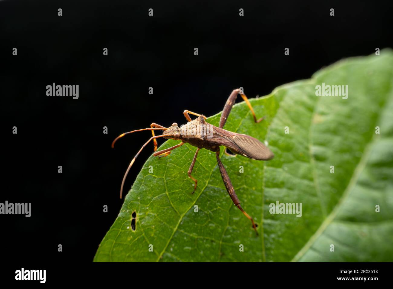 Riptortus hi-res stock photography and images - Alamy