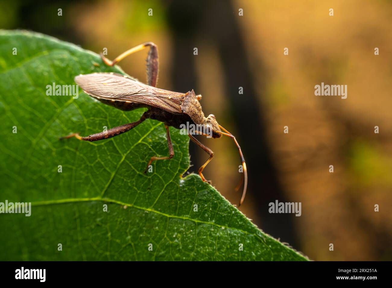Riptortus hi-res stock photography and images - Alamy