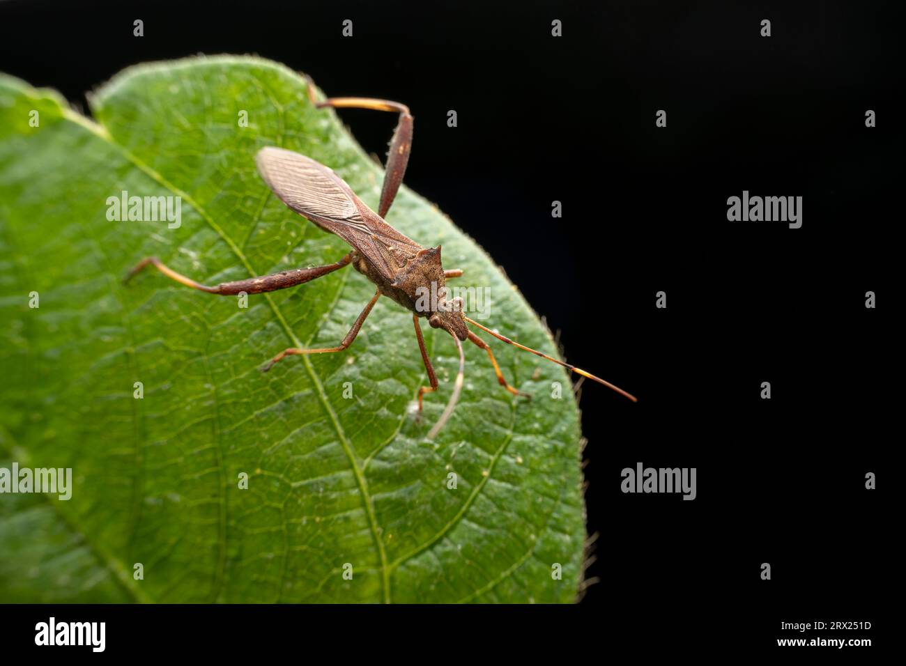 Riptortus hi-res stock photography and images - Alamy