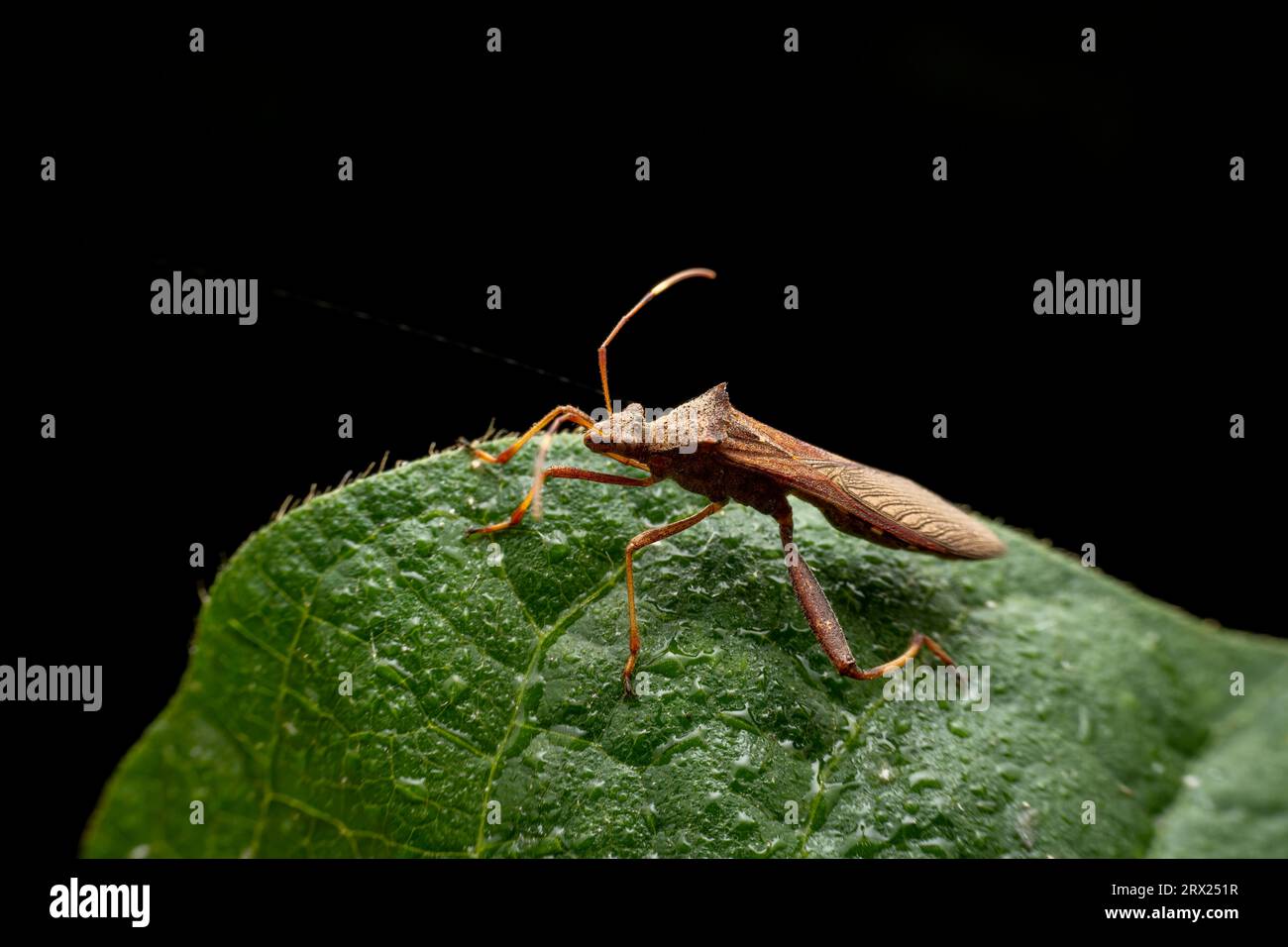 Riptortus hi-res stock photography and images - Alamy