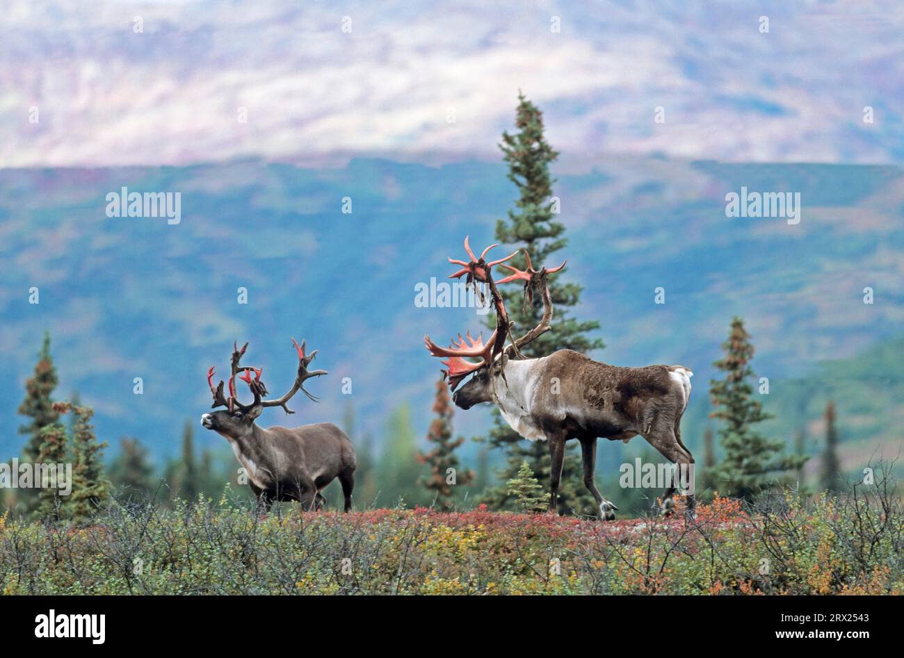 Reindeer (Rangifer tarandus) with scraps of velvet on his antlers in ...