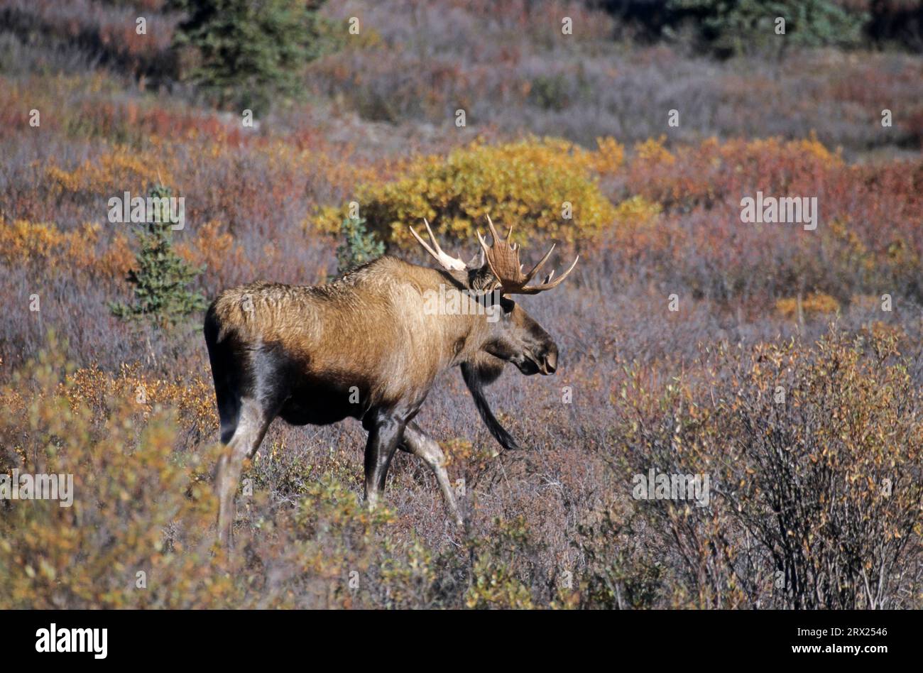 Young bull elk with a very long beard in the tundra (Alaskan Moose ...