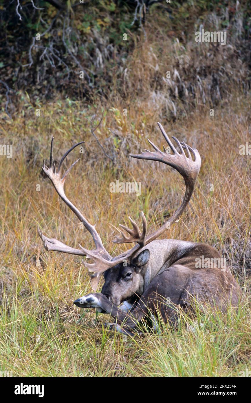 Reindeer (Rangifer tarandus) resting in the tundra (Alaskan Caribou ...
