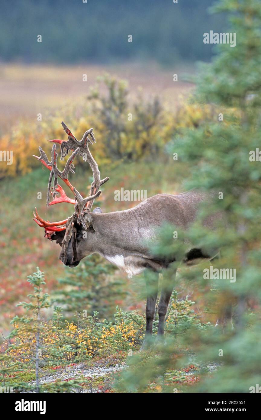 Reindeer (Rangifer tarandus) with scraps of velvet on his antlers in ...