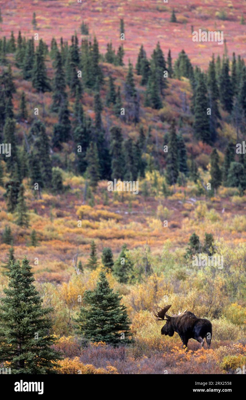 Elk in the tundra (Alaska Moose), Bull Moose (Alces alces) standing in ...