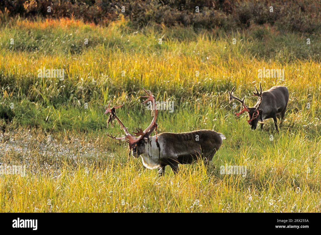 Reindeer (Rangifer tarandus) in the autumnally tundra (Alaskan Caribou ...