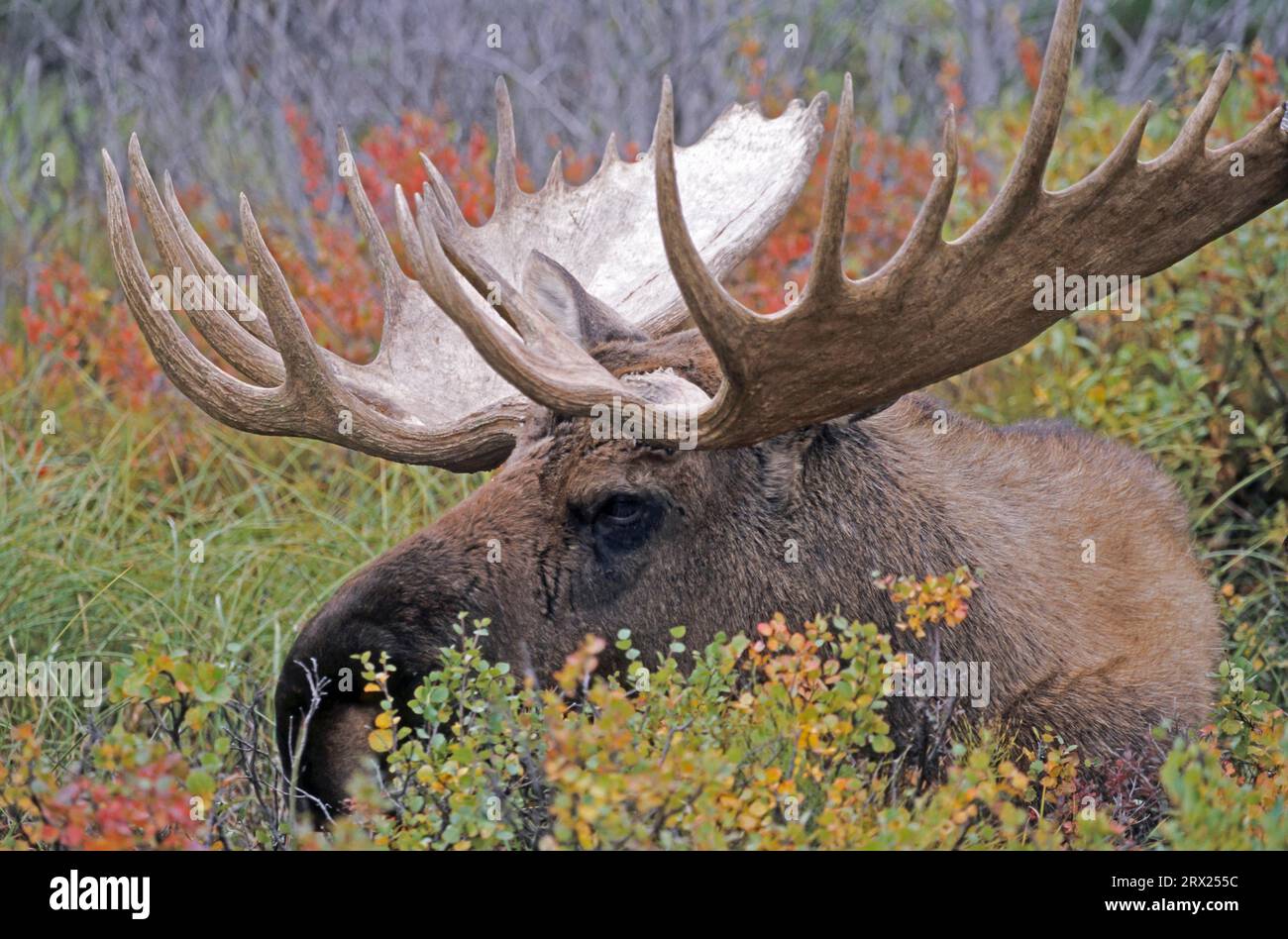 Portrait of a elk (Alaska Moose), Bull Moose (Alces alces) in portrait ...