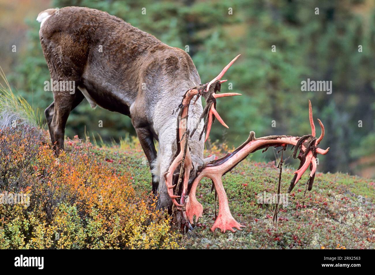 Reindeer (Rangifer tarandus) with scraps of velvet on his antlers in ...