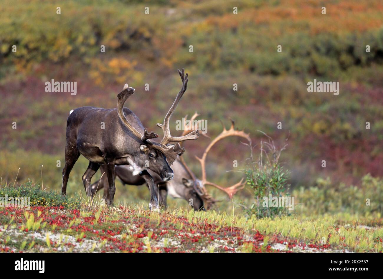 Reindeer (Rangifer tarandus) with velvet antlers in autumnal tundra ...
