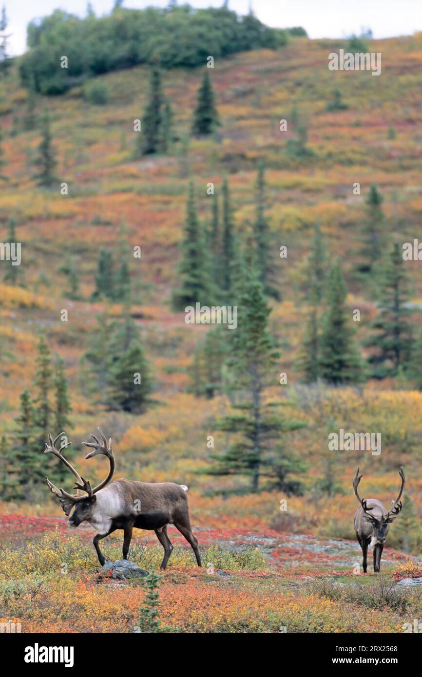 Reindeer (Rangifer tarandus) with velvet antlers in the tundra in ...