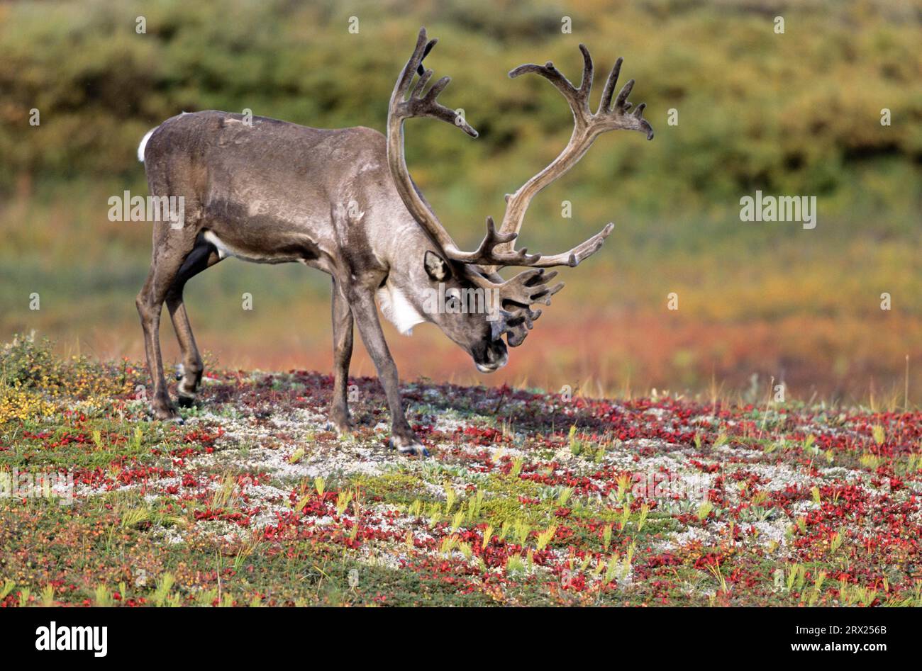 Reindeer (Rangifer tarandus) with velvet antler in autumnal tundra ...
