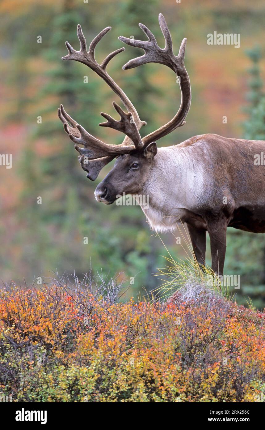 Portrait of a bull reindeer (Rangifer tarandus) with velvet antler in ...