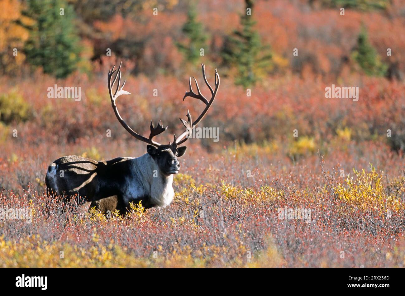 Reindeer (Rangifer tarandus) standing in the autumnally tundra (Alaskan ...