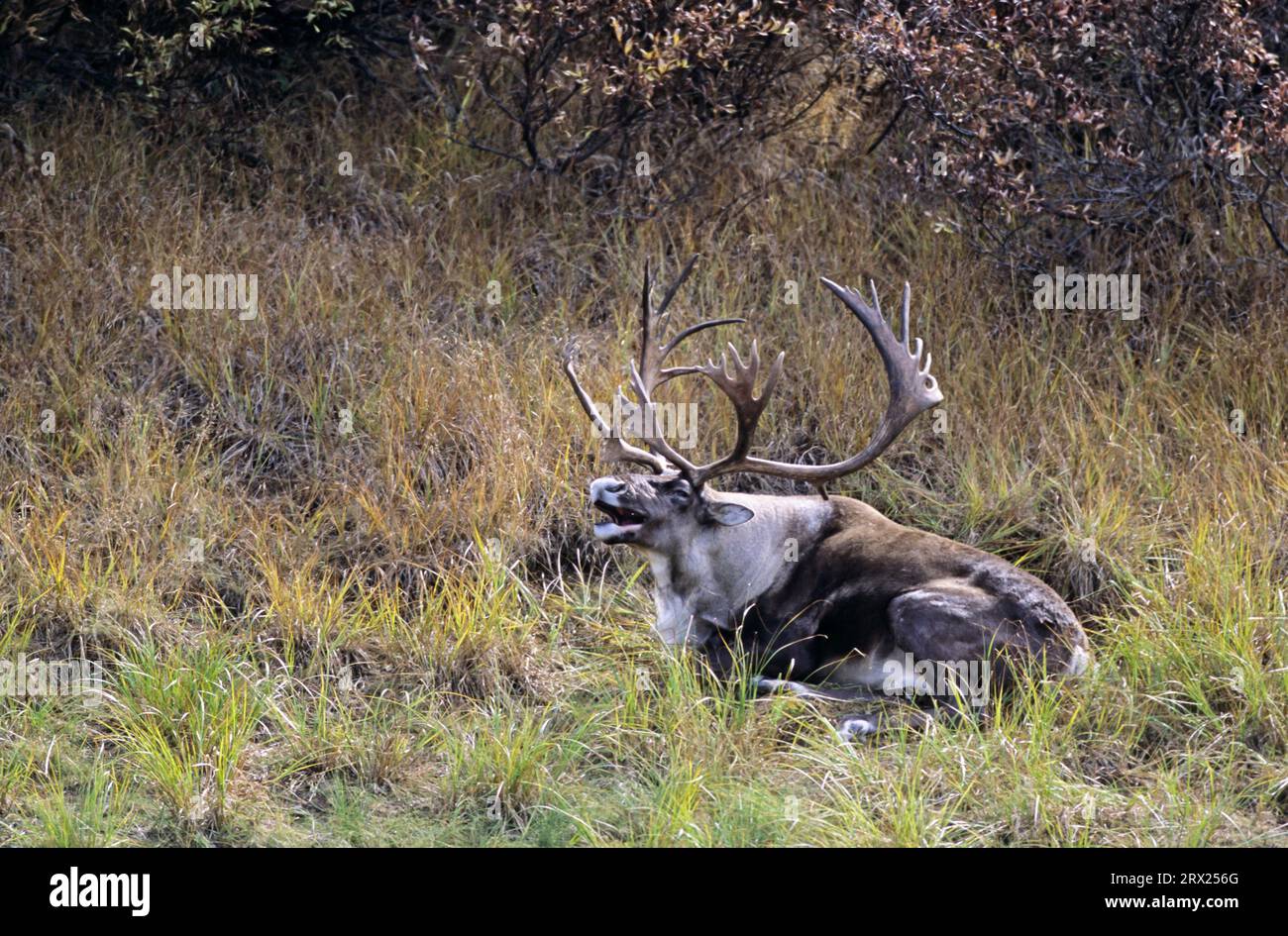 Reindeer (Rangifer tarandus) resting in the tundra (Alaskan Caribou ...