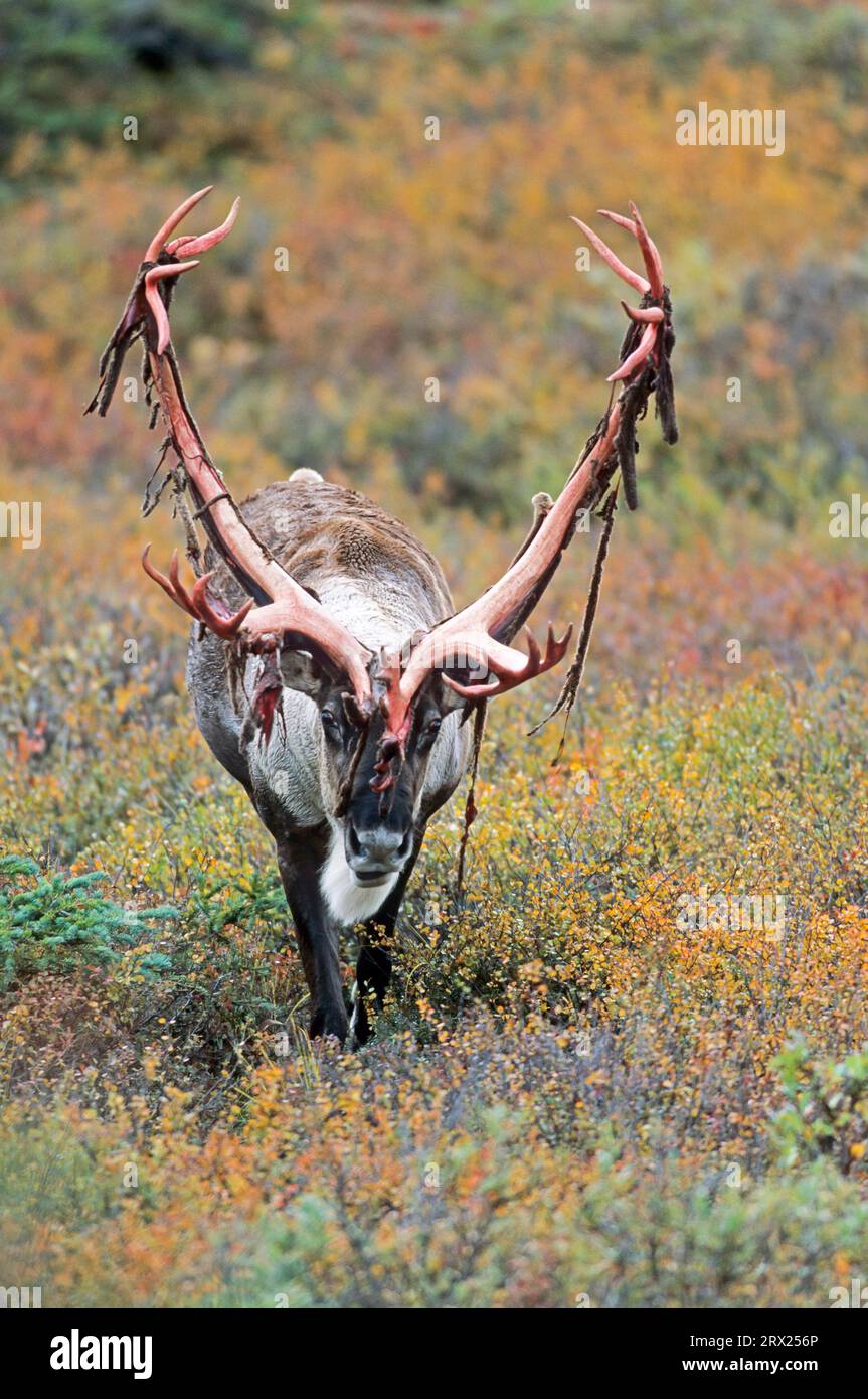 Reindeer (Rangifer tarandus) with scraps of velvet on his antlers in ...