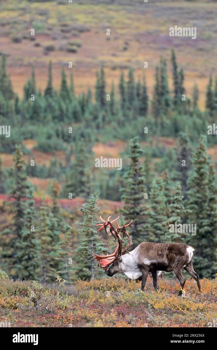 Reindeer (Rangifer tarandus) with scraps of velvet on his antlers in ...