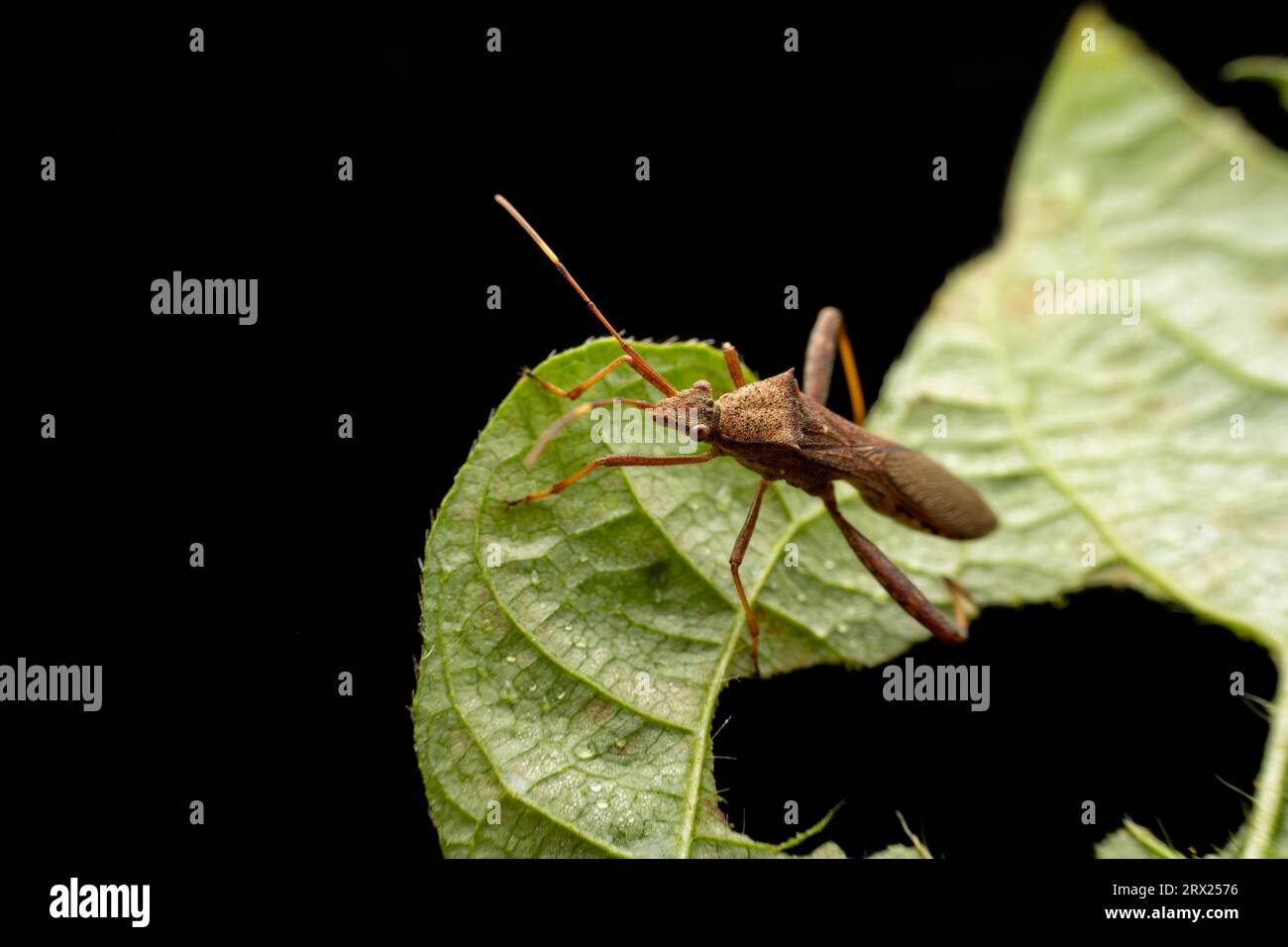 Riptortus hi-res stock photography and images - Alamy