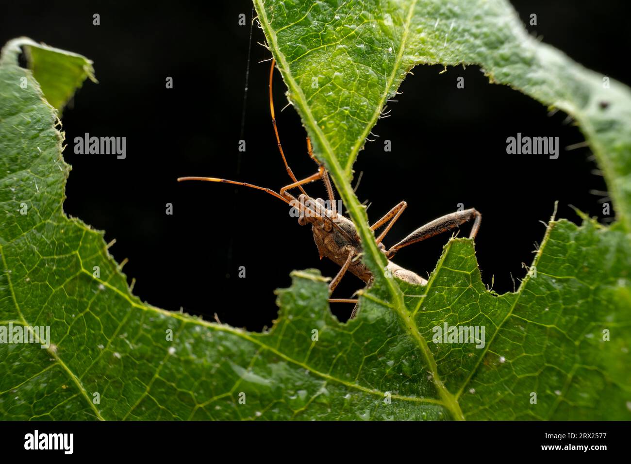 Riptortus hi-res stock photography and images - Alamy