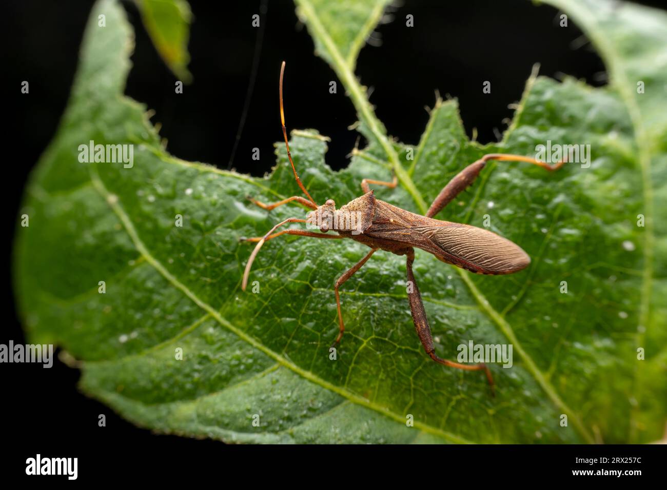 Riptortus hi-res stock photography and images - Alamy