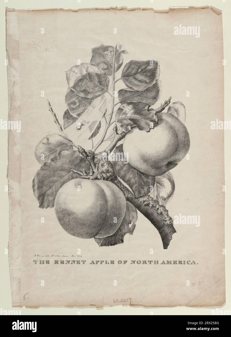 Lithograph, "The Rennet Apple of North America". DL*60.2657. Peters ...