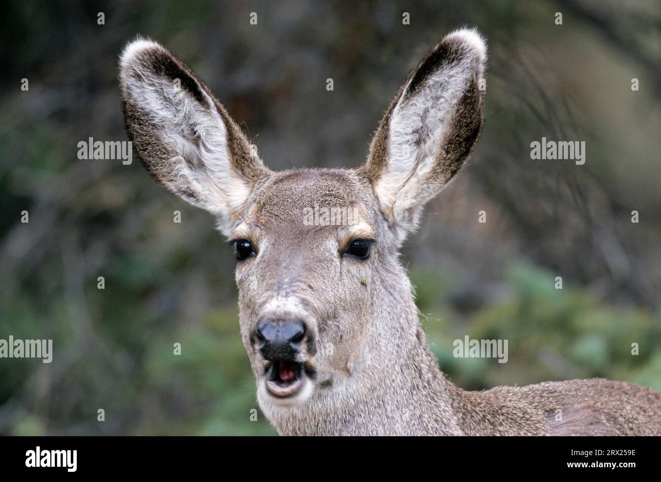Portrait of a female Mule Deer (Odocoileus hemionus) in springtime ...