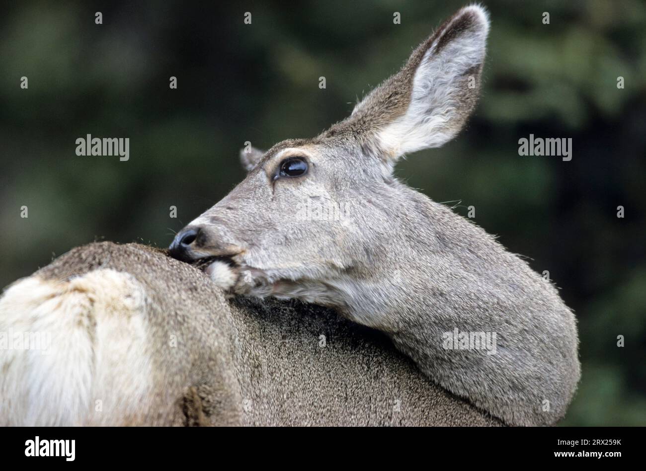 Mule deer (Odocoileus hemionus) Female in spring grooming (Black-tailed ...