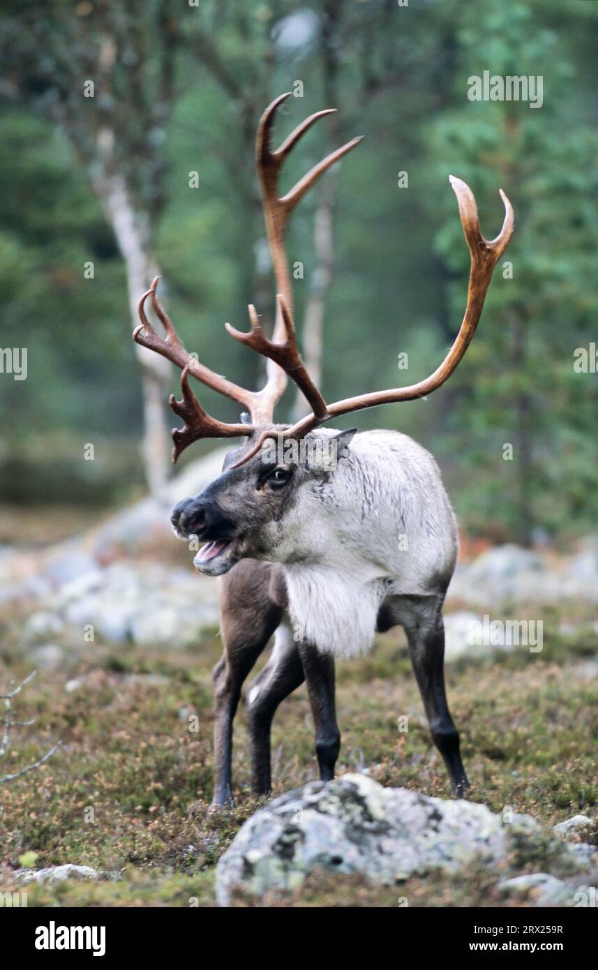 Bull Reindeer (Rangifer tarandus) after a lost fight (Eurasian Tundra ...