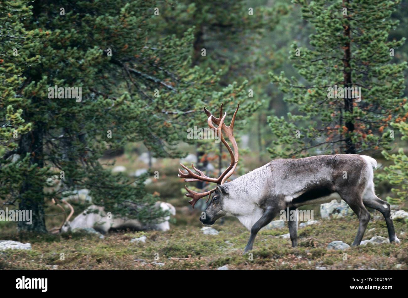 Bull Reindeer (Rangifer tarandus) in the rutting season (Eurasian ...