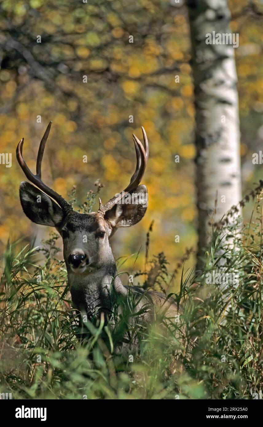 Portrait of a Mule Deer (Odocoileus hemionus) in autumn (Black-tailed ...
