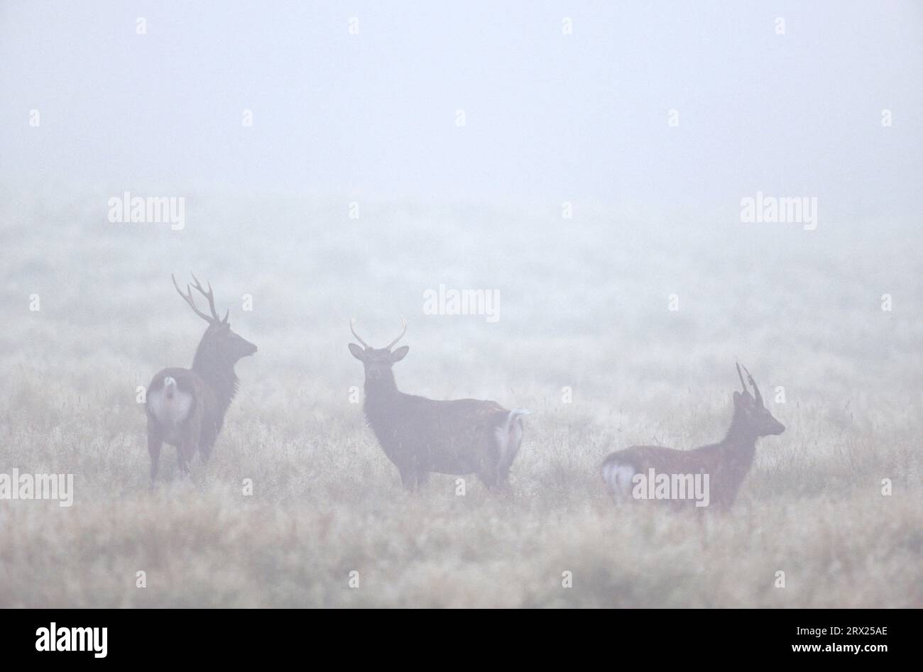 Subspecies: Japanese sika deers (Japanese Deer), Subspecies: Japanese ...