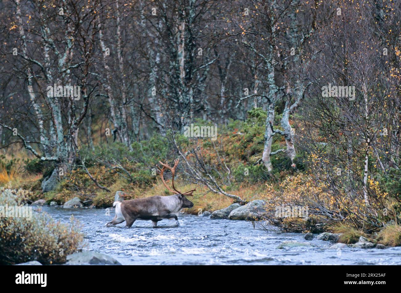 Bull Reindeer (Rangifer tarandus) crossing a river in the rutting ...