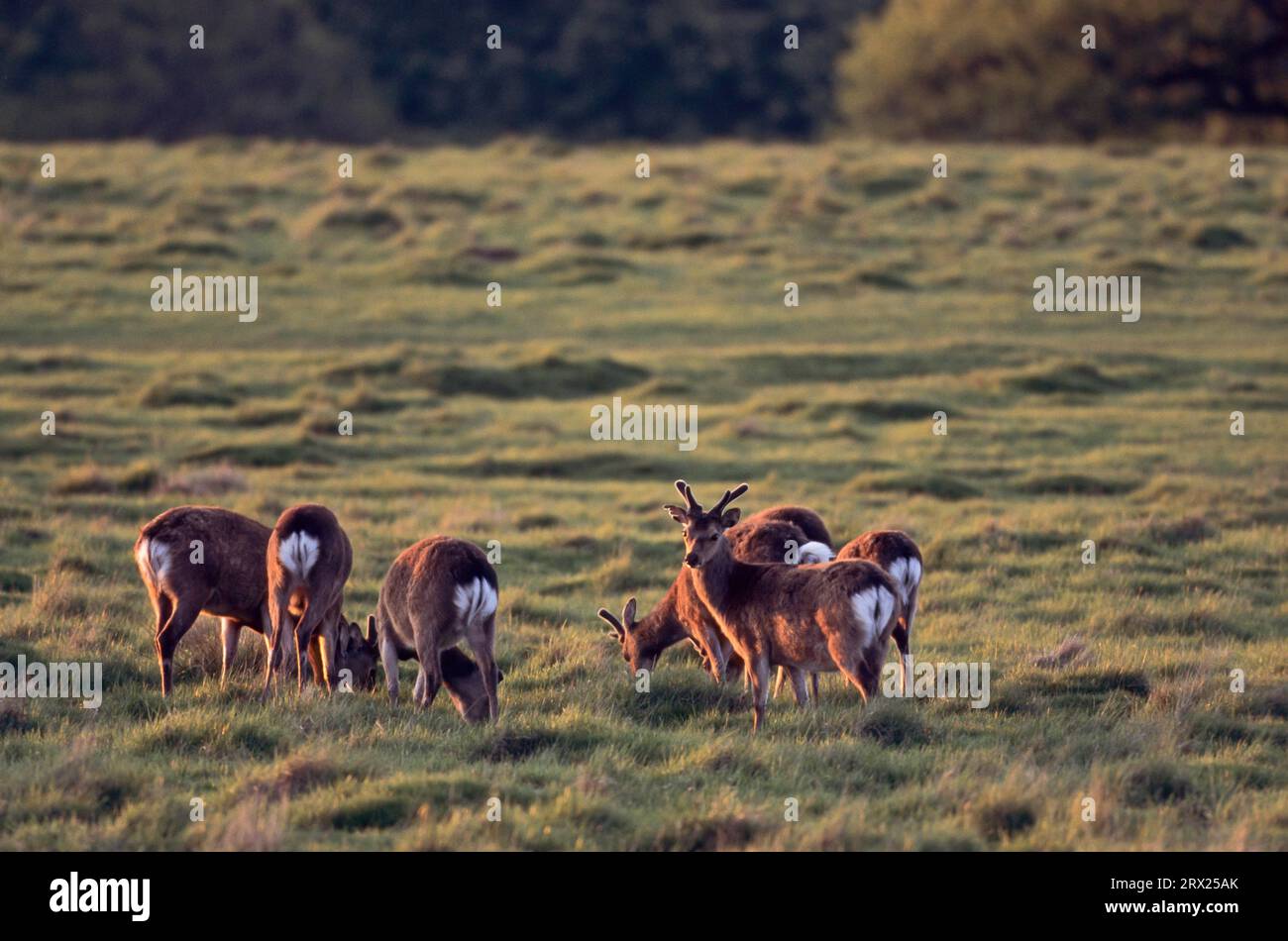 Subspecies: Japanese Sika, Sika Deer stags with velvet-covered antler ...