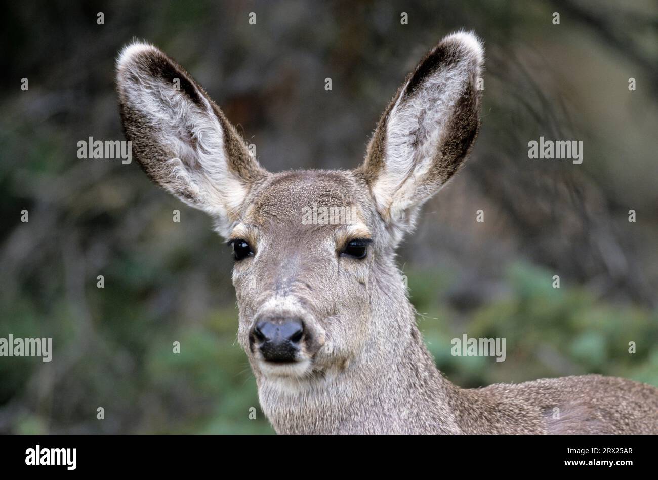 Portrait of a female Mule Deer (Odocoileus hemionus) in springtime ...