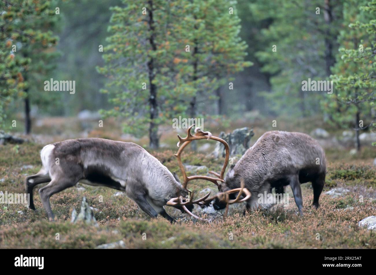 Fighting reindeer (Rangifer tarandus) in the rut (Eurasian Tundra) (Ren ...