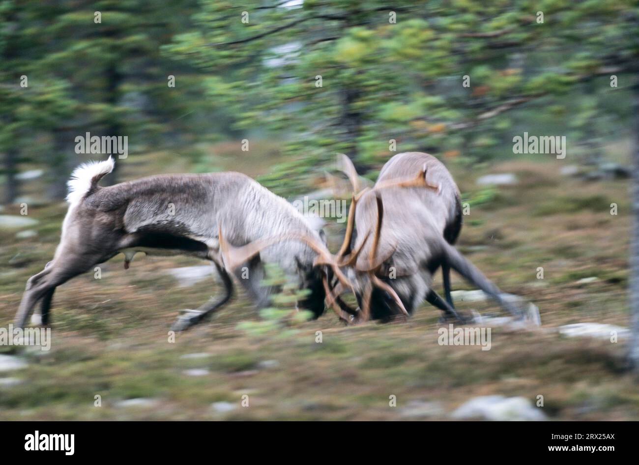 Fighting reindeer (Rangifer tarandus) in the rut (Eurasian Tundra) (Ren ...