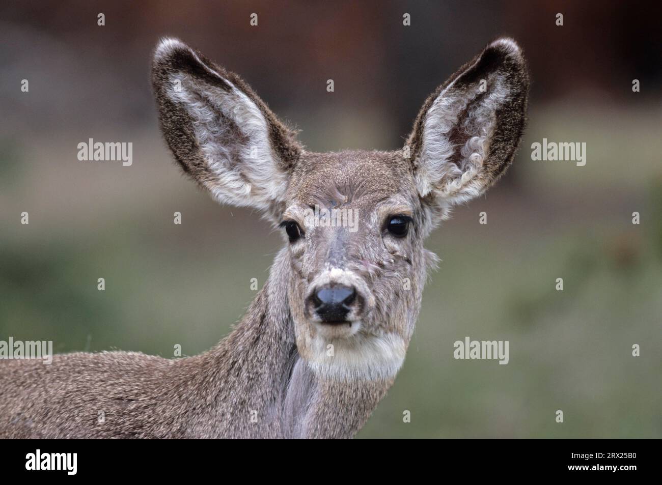 Portrait of a female Mule Deer (Odocoileus hemionus) in springtime ...