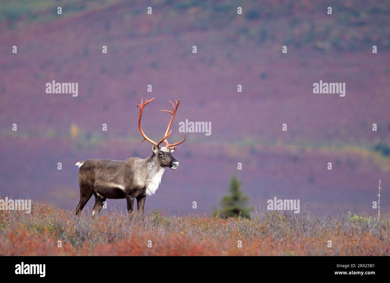 Reindeer (Rangifer tarandus) standing in the autumn tundra (Alaskan ...